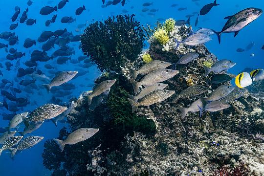 Top 10 Most Biodiverse Countries