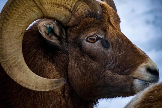 Top 10 Most Biodiverse Countries