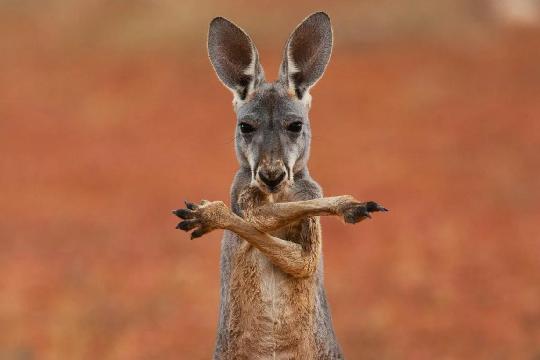 Top 10 Most Biodiverse Countries