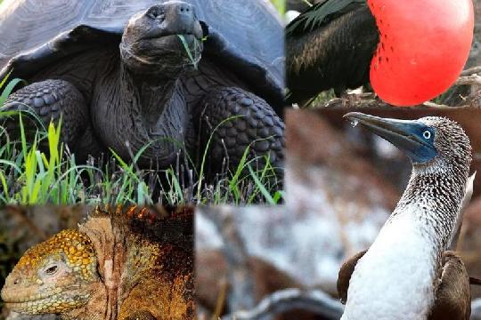 Top 10 Most Biodiverse Countries